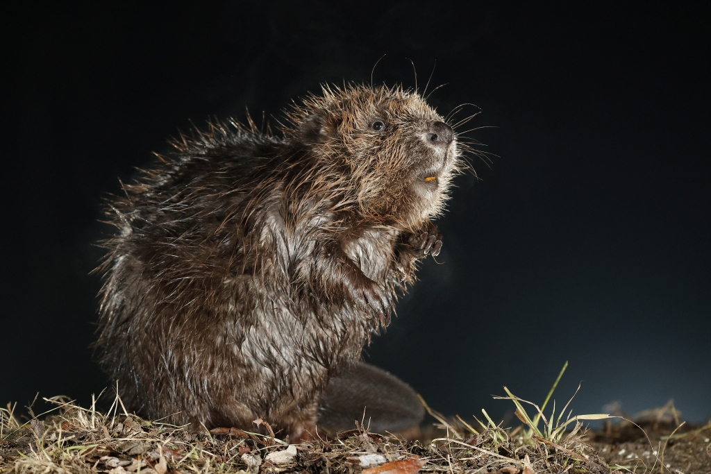BeaverMap